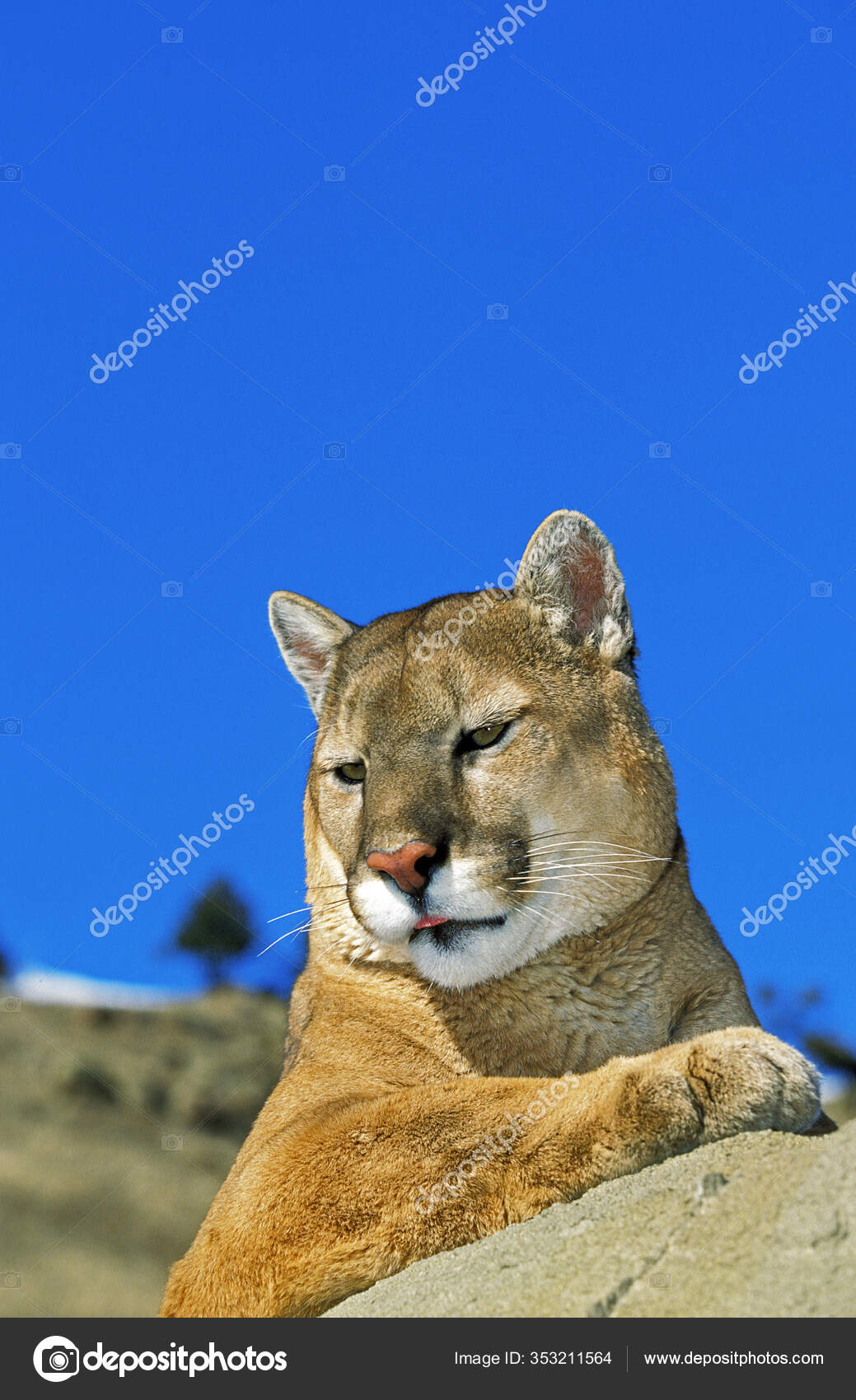 Cougar Puma Concolor Standing Rock Montana — Stock Photo ...