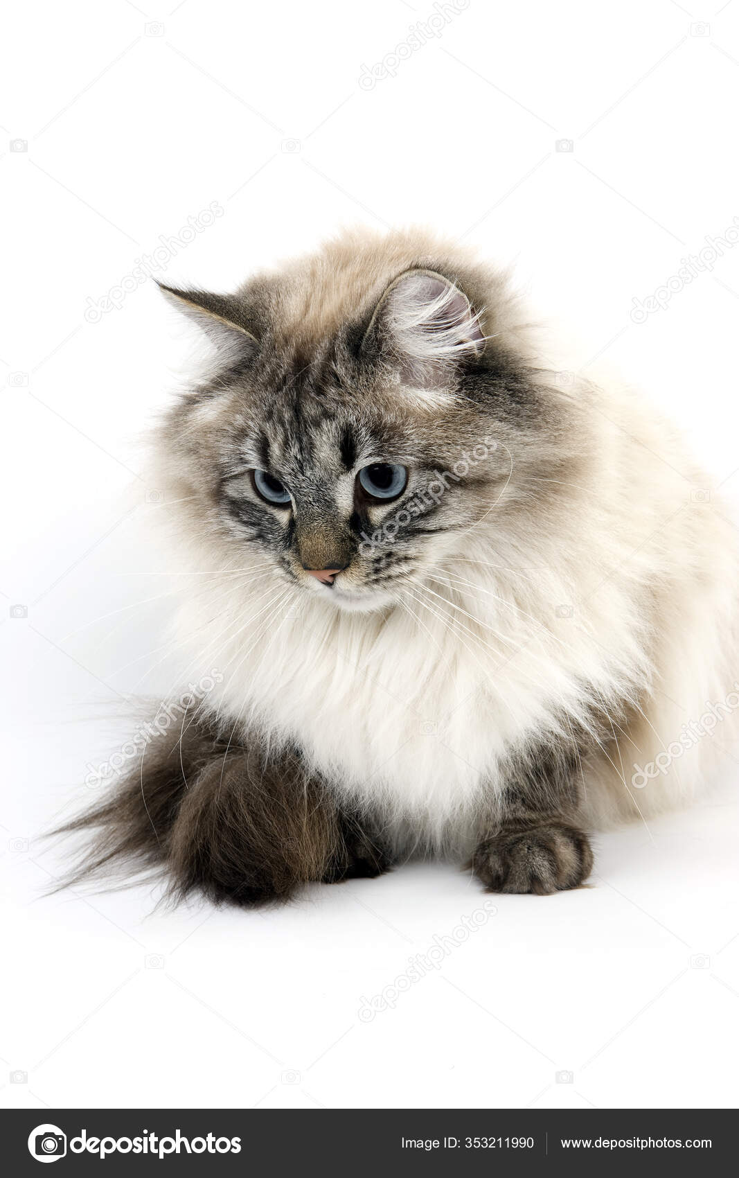 Seal Tabby Point Ragdoll | ppgbbe.intranet.biologia.ufrj.br