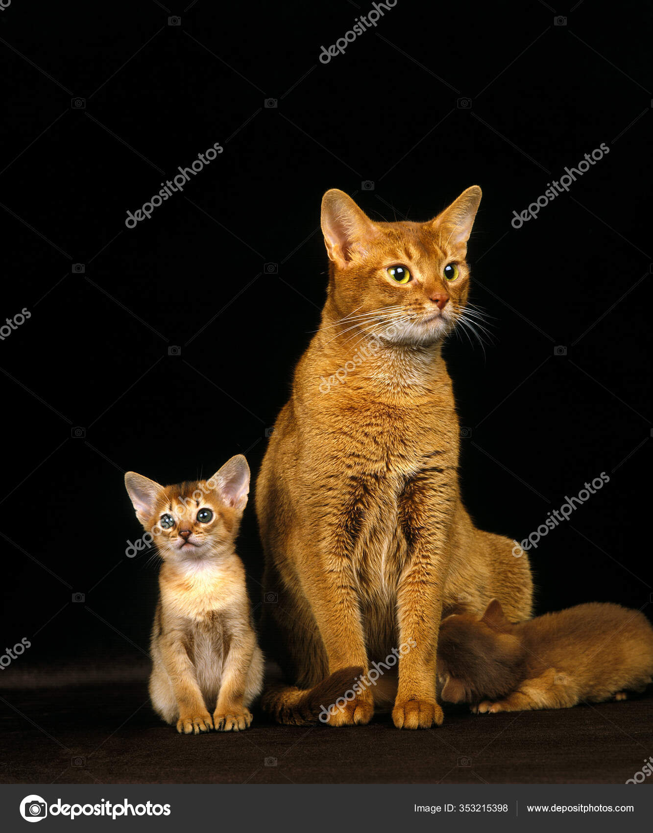 Red Abyssinian Kitten