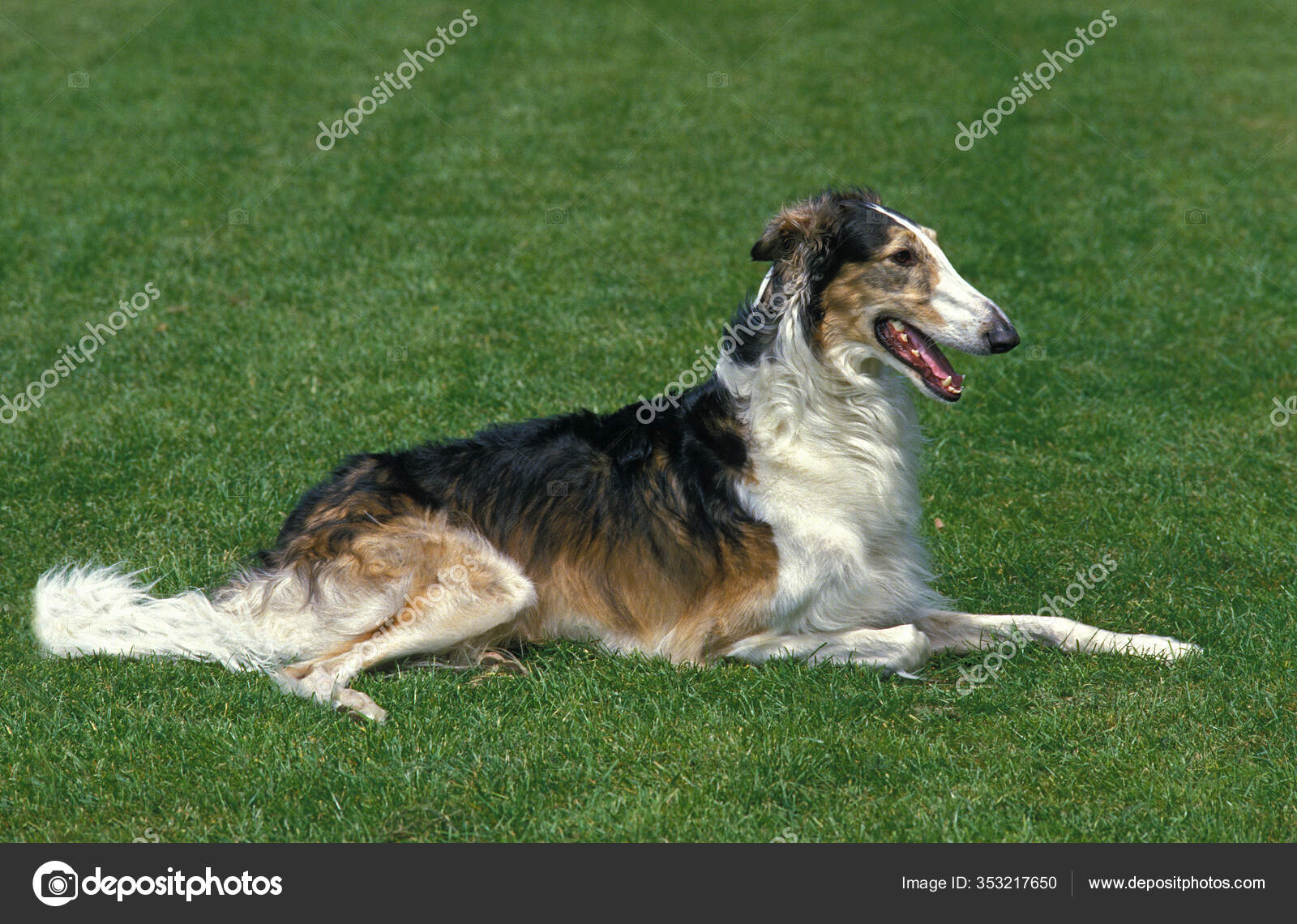 Russian Wolfhound Breeds