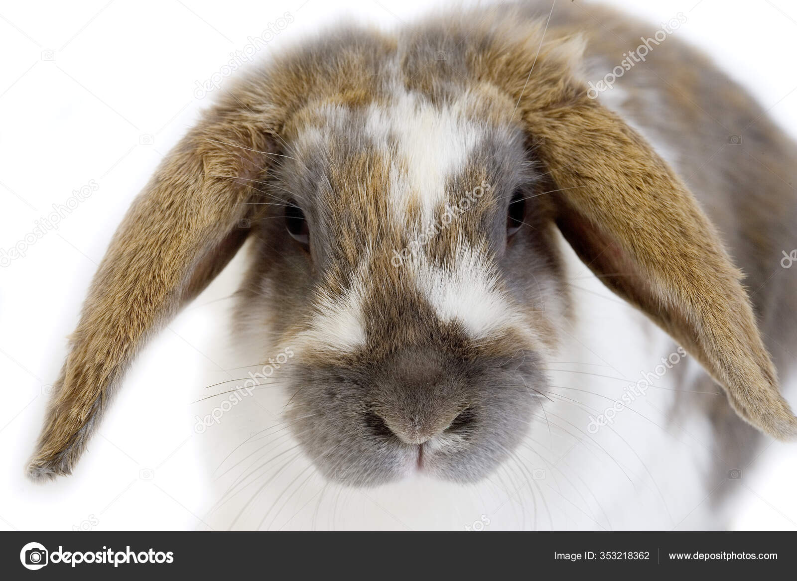 Lop Eared Domestic Rabbit Adult White Background — Stock Photo ...