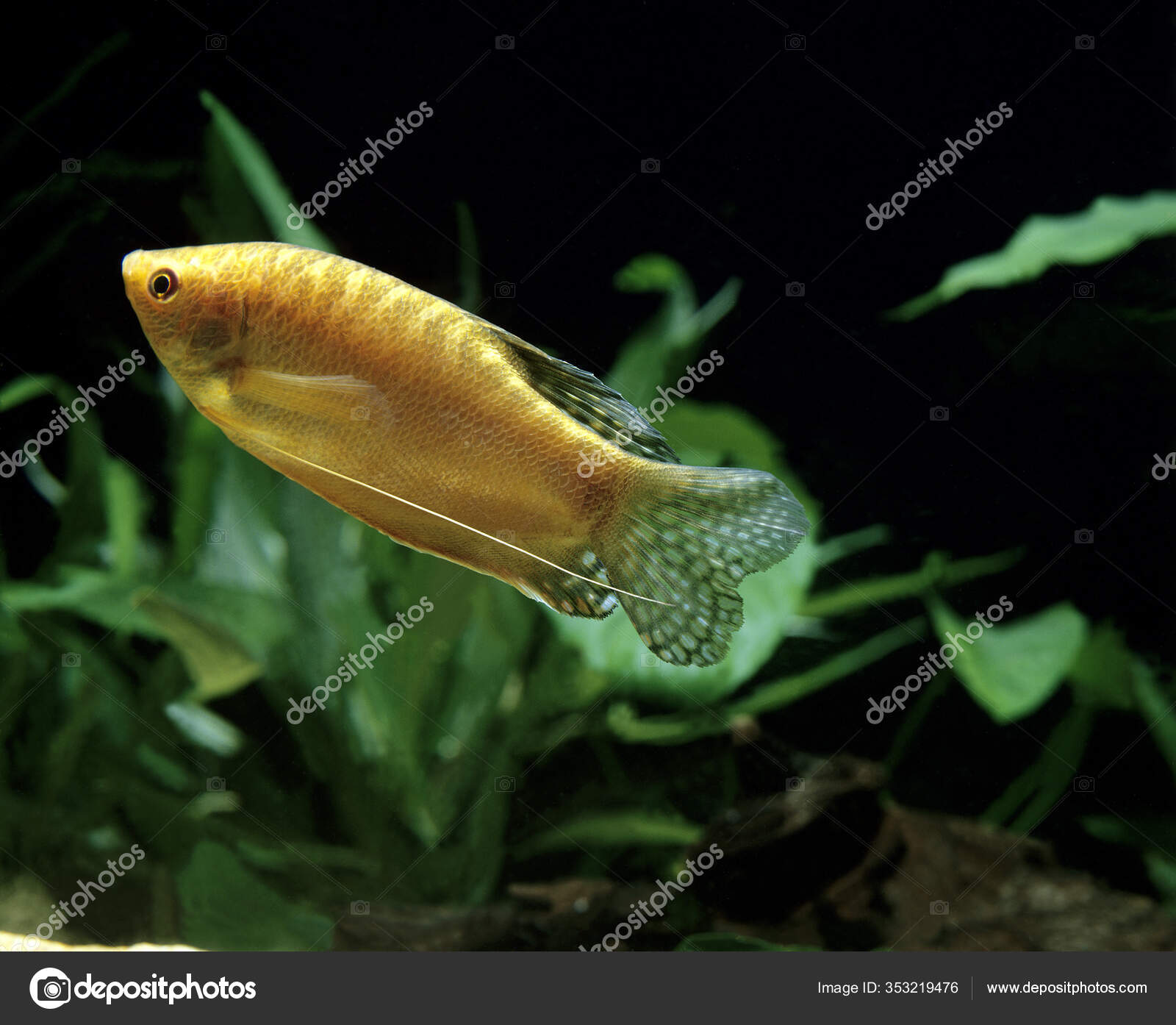 Gold Gourami