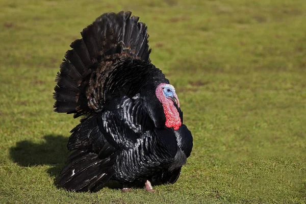 Pavo negro joven fotos de stock, imágenes de Pavo negro joven sin ...