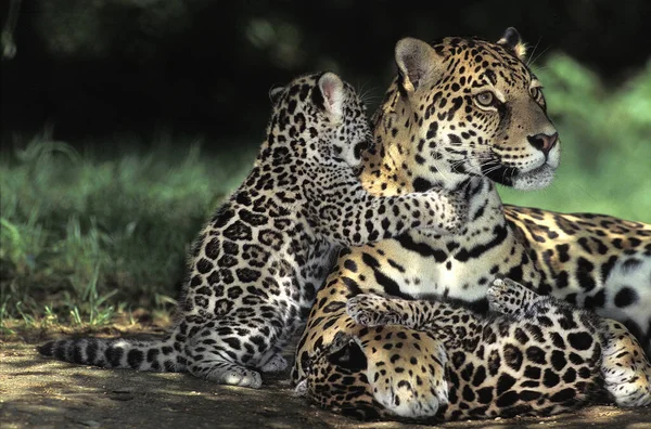 Jaguar family Stock Photos, Royalty Free Jaguar family Images ...