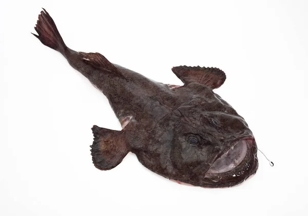 Monkfish Stock Photos, Royalty Free Monkfish Images | Depositphotos