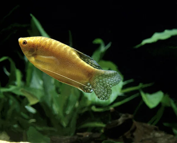 Gold gourami Stock Photos, Royalty Free Gold gourami Images | Depositphotos