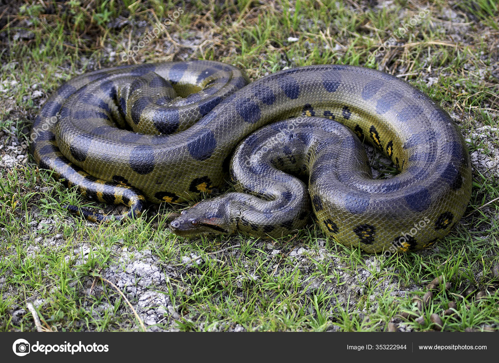 Anaconda Verde Eunectes Murinus Los Lianos Venezuela fotos, imagens de ...