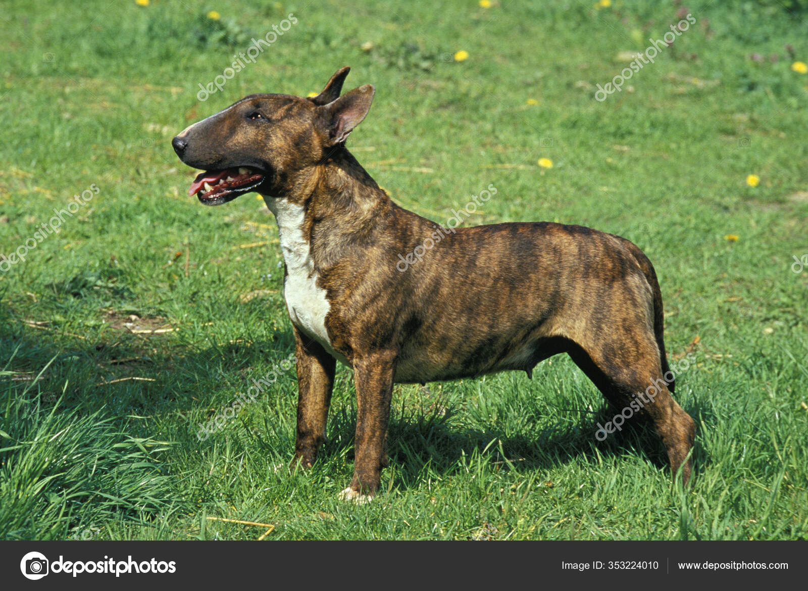 Brown English Bull Terrier