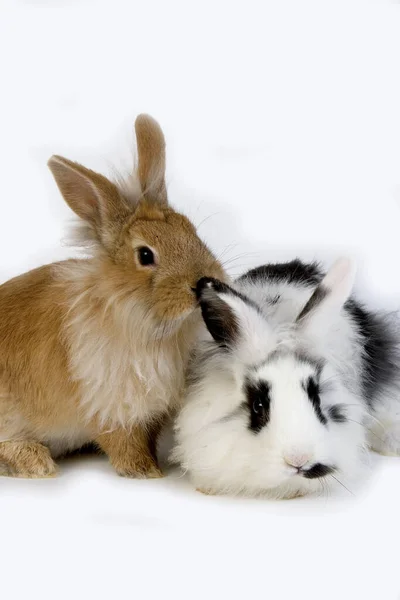 Hamster and rabbit Stock Photos, Royalty Free Hamster and rabbit Images ...