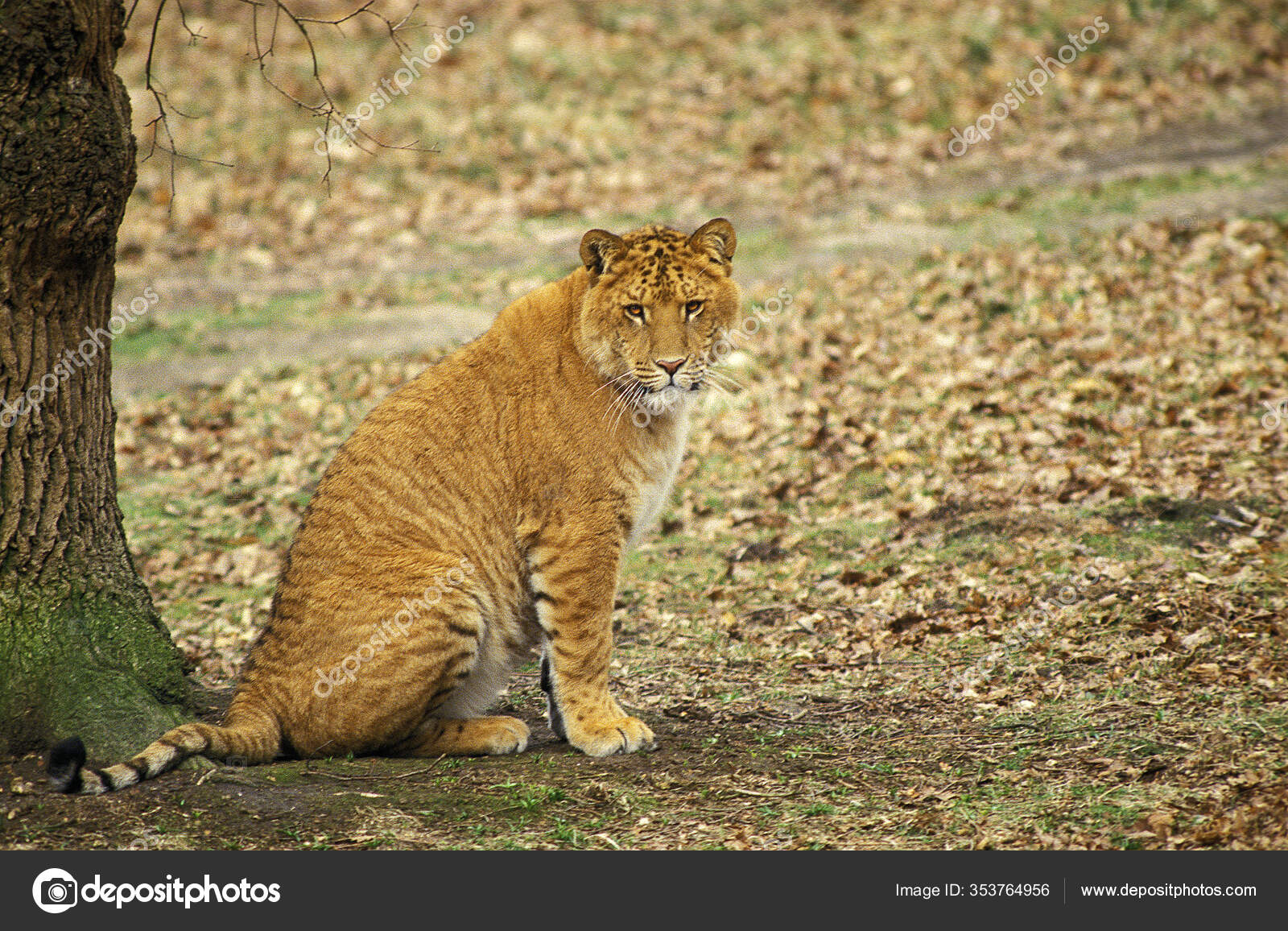 Tiger And Lion Liliger