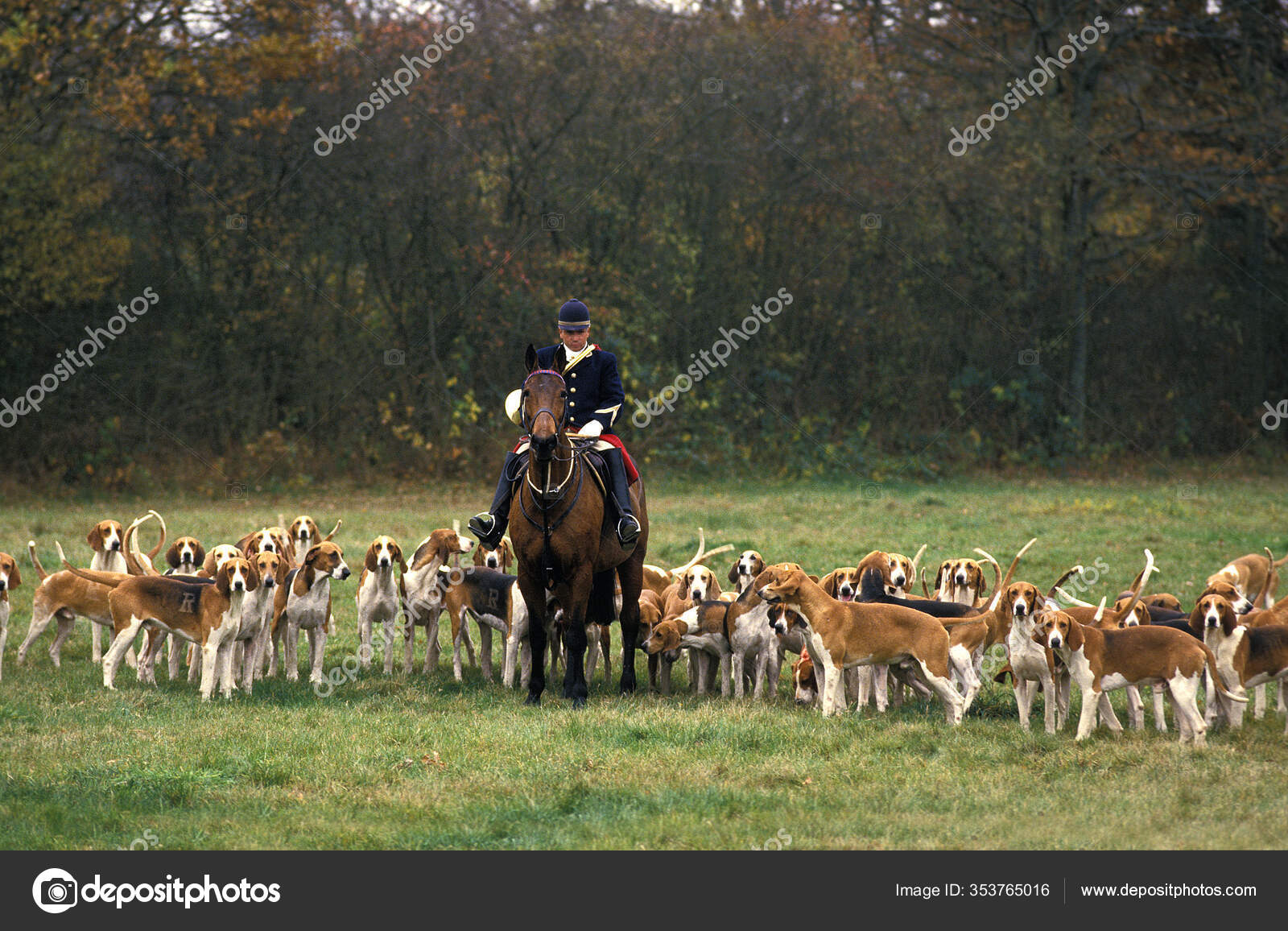Beagle Hunting Fox