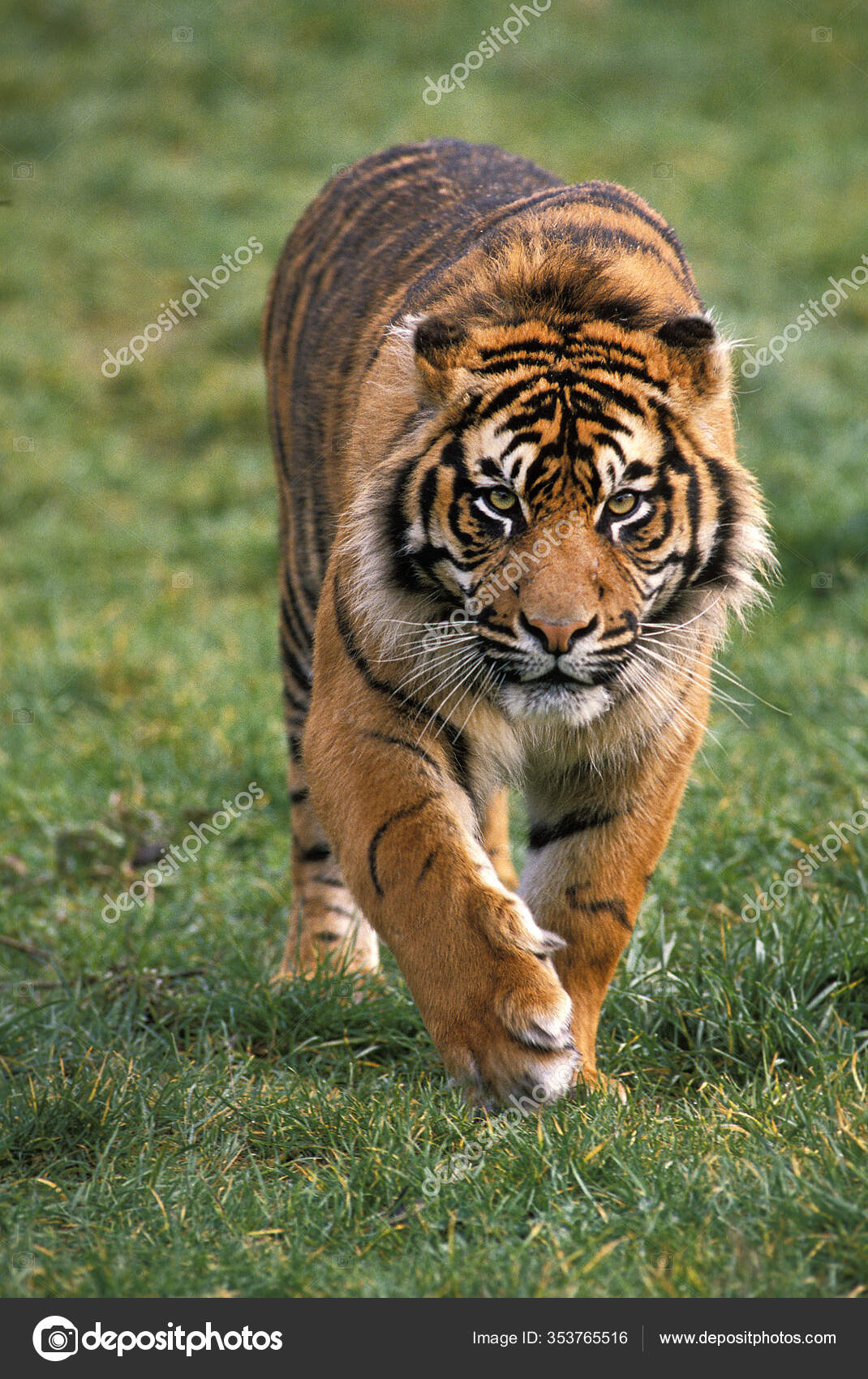 Sumatraanse Tijger Panthera Tigris Boze Tijger, Sumatraanse Tijger