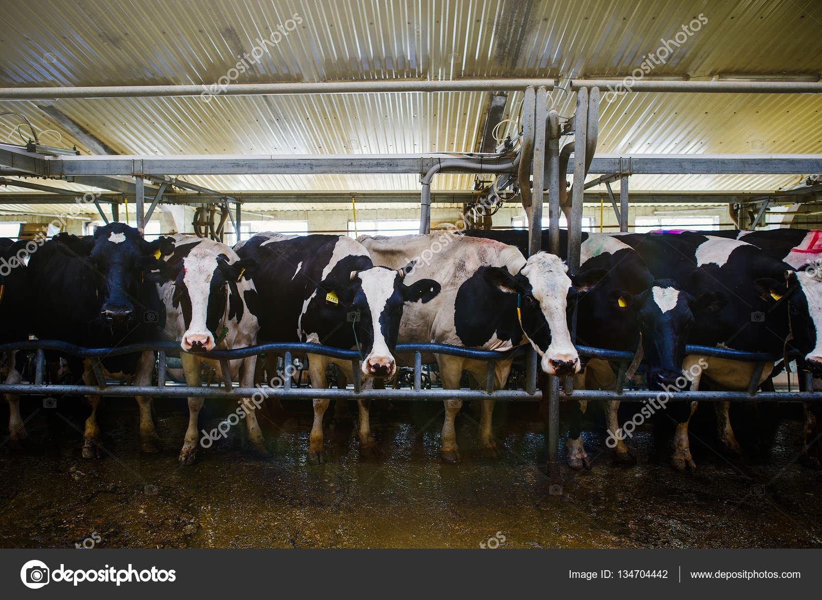 Bad farm barn Stock Photo by ©lanarus-foto 134704442