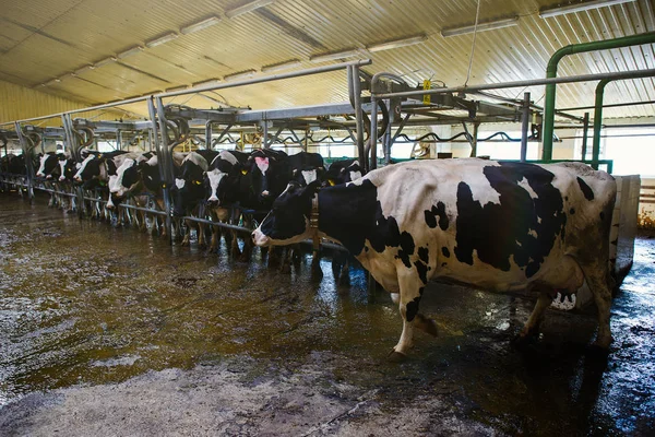 Bad farm barn Stock Photo by ©lanarus-foto 134704442