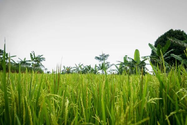 Rice Paddy Terrace Fields Java Indonesia South East Asia — Stock Photo ...