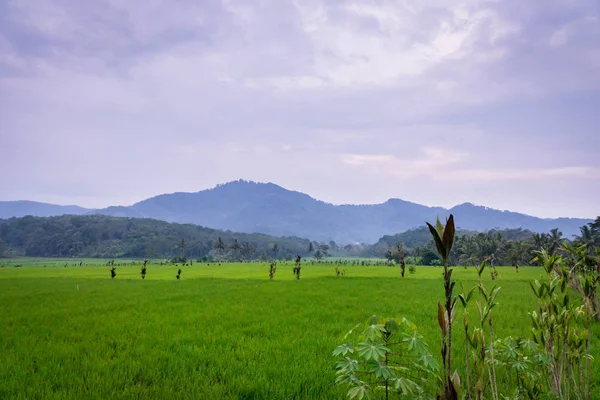 Rice Paddy Terrace Fields Java Indonesia South East Asia — Stock Photo ...