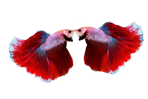 Poisson amoureux images libres de droit, photos de Poisson amoureux ...