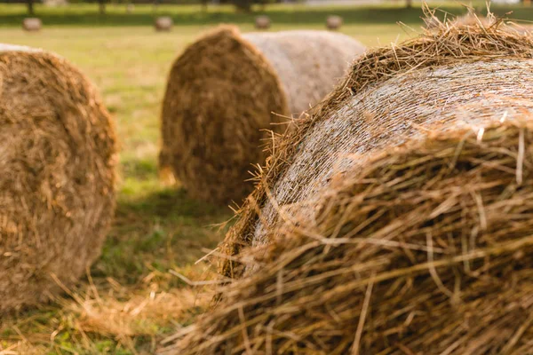 Haystack harvest field landscape. Haystack agriculture field landscape ...