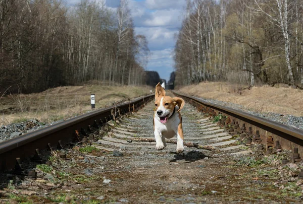 Dog on the railway platform — Stock Photo © Chalabala #54798677