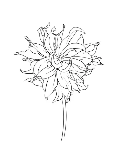 Nerine flower, spider lily, contour black line drawing isolated Stock ...