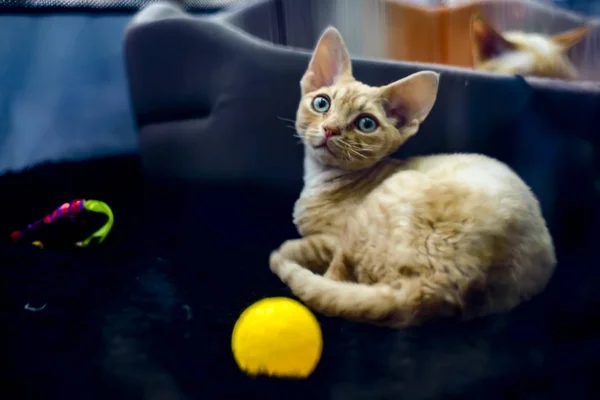 Gato alemão rex Stock Photos, Royalty Free Gato alemão rex Images ...