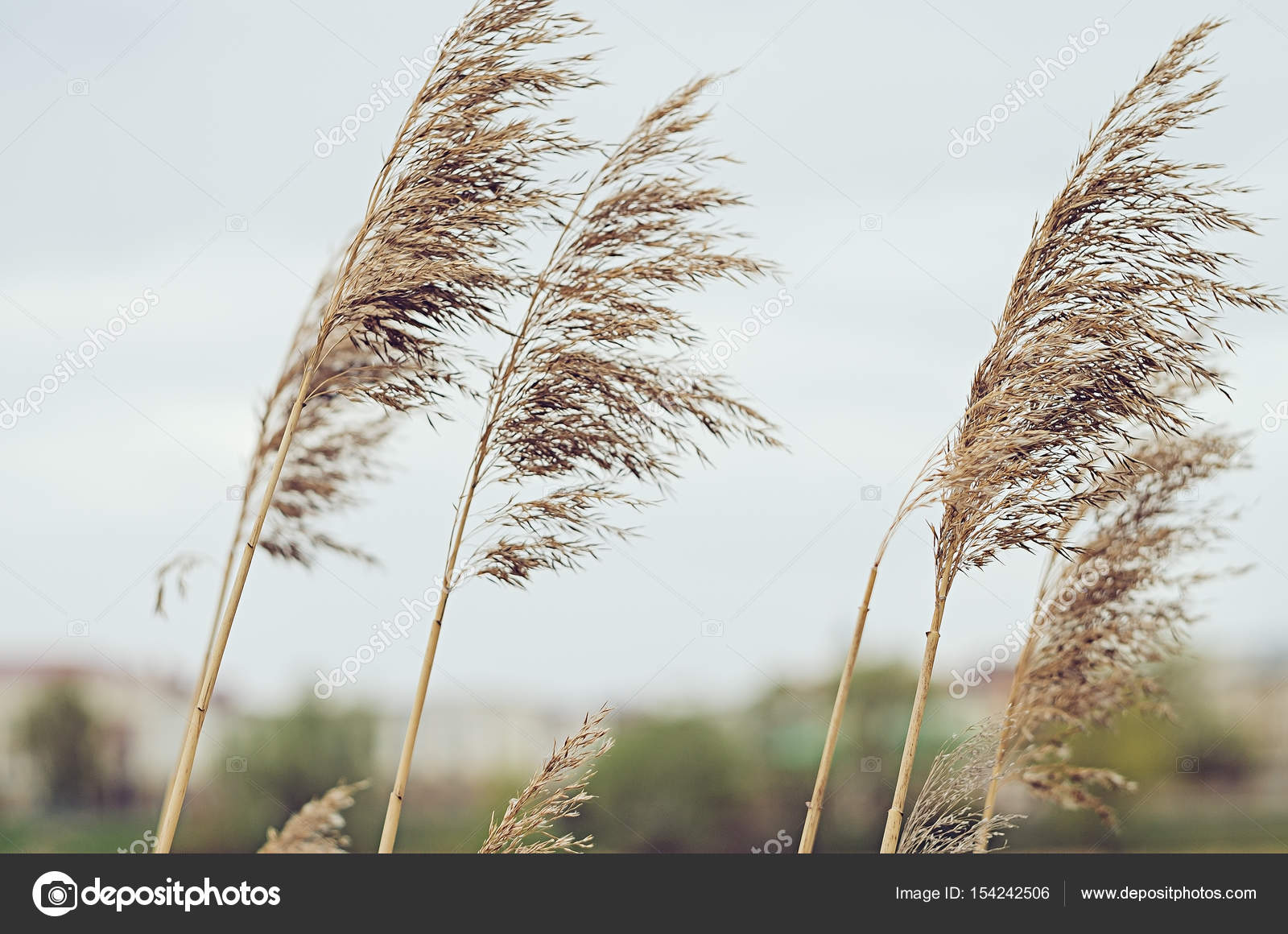 High withered golden grass in the field. Background blur — Stock Photo ...