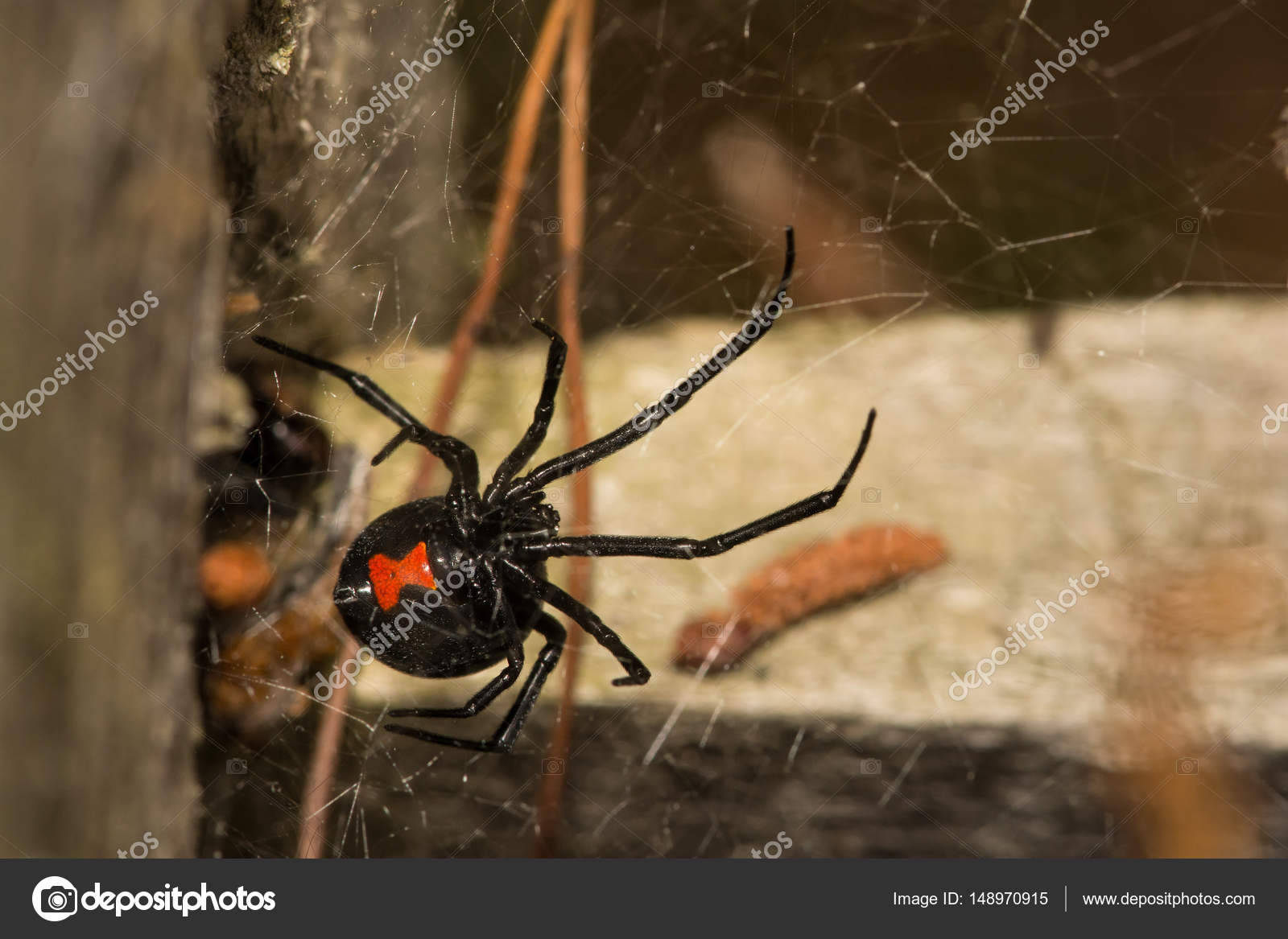 Fotos De Aranha Viuva Vermelha