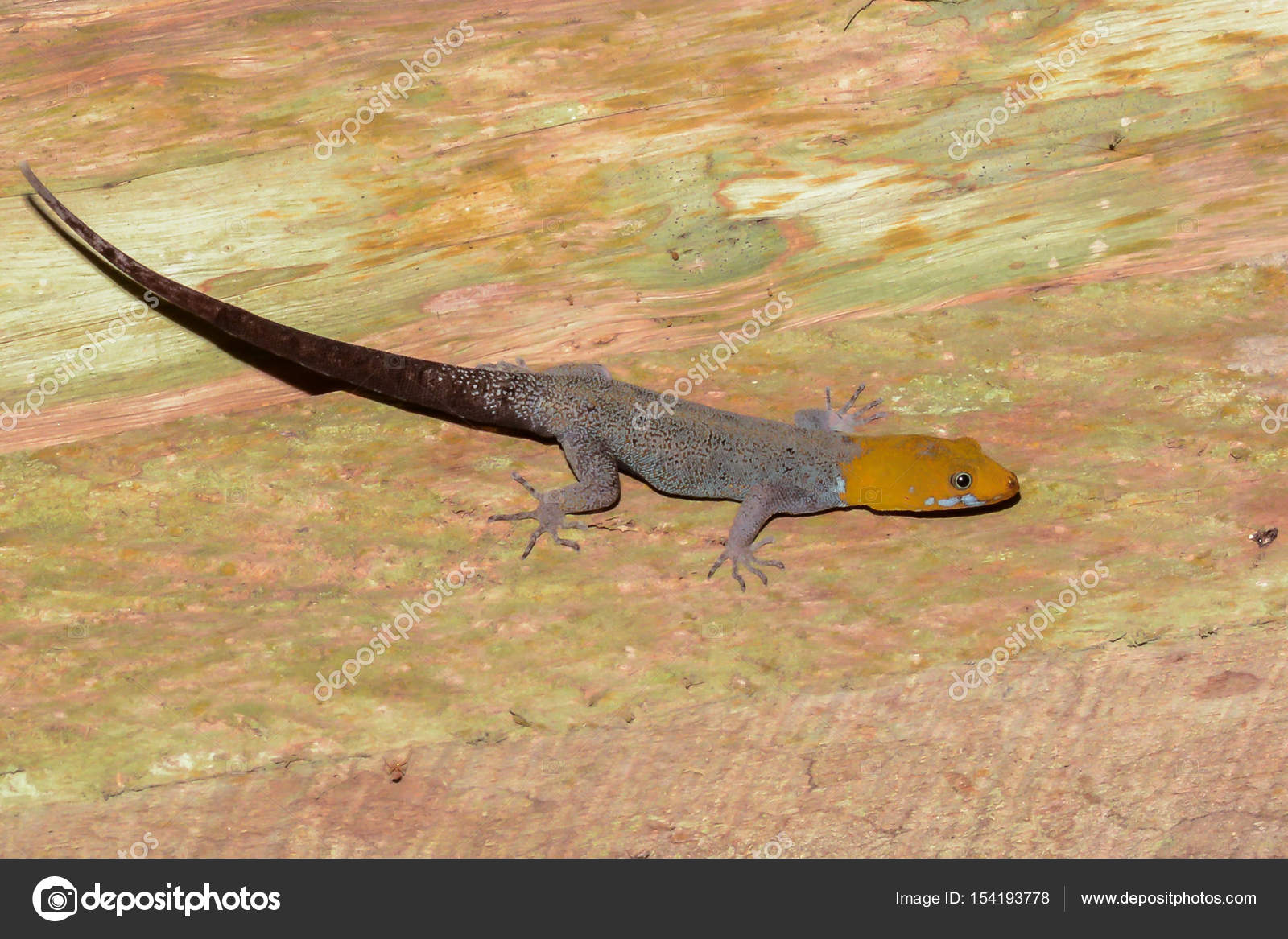 Yellow-headed Gecko Stock Photo by ©Ondreicka1010 154193778