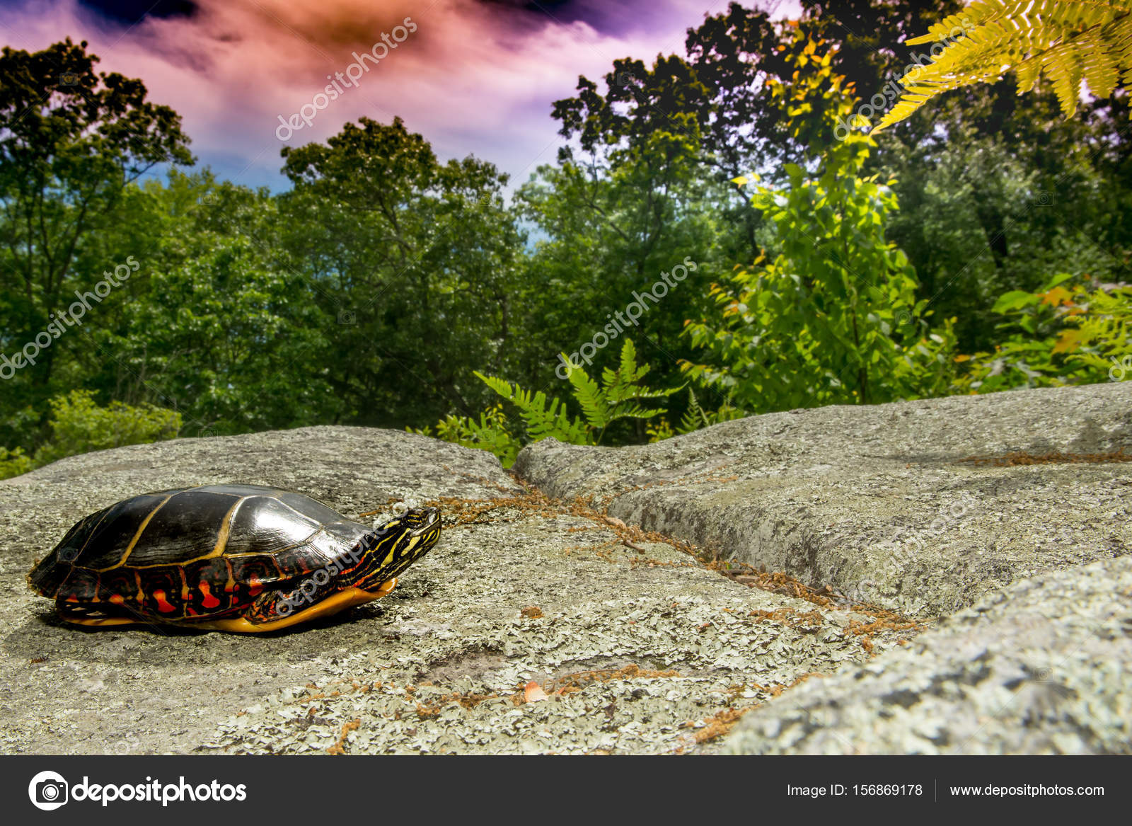 Eastern Painted Turtle — Stock Photo © Ondreicka1010 #156869178