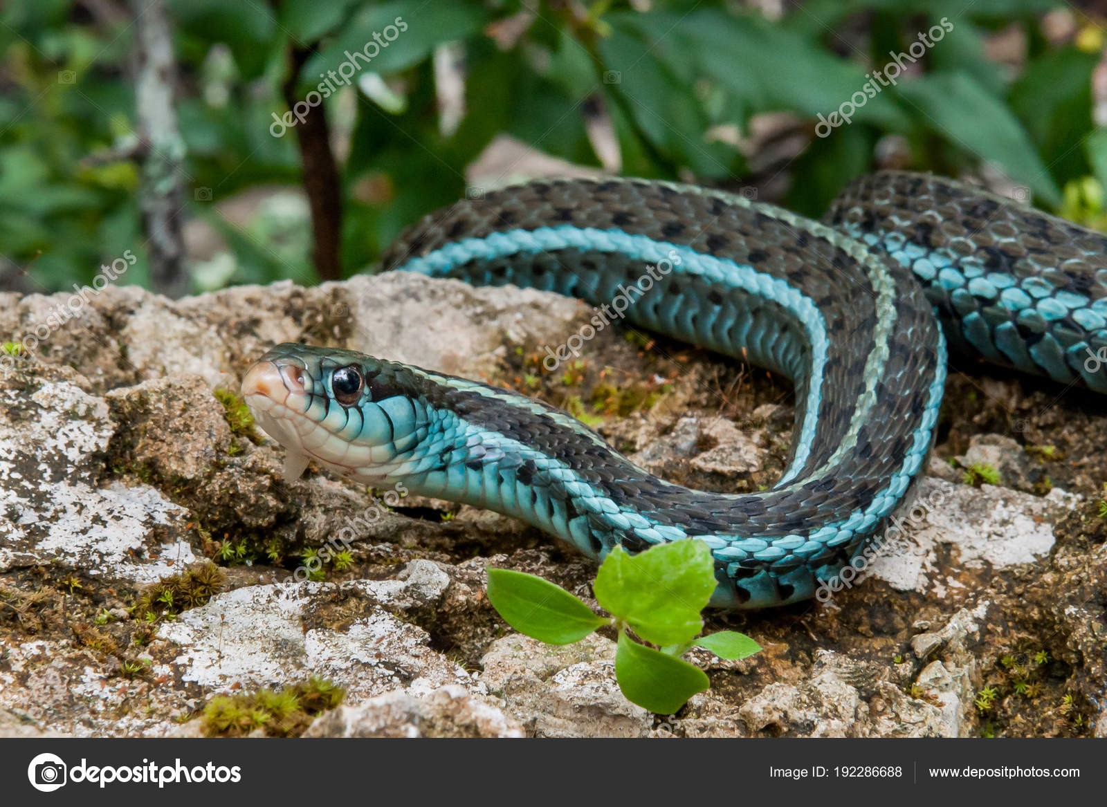 Blue Garter Snake