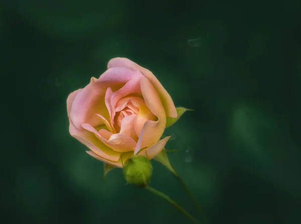 Rose zen Stock Photos, Royalty Free Rose zen Images | Depositphotos