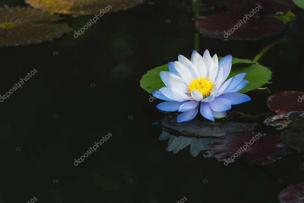 Beautiful light blue lotus flower on deep blue water surface — Stock ...