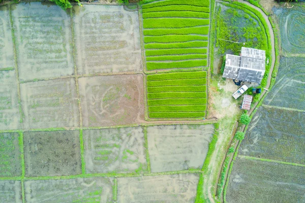 Aerial top view photo from flying drone of green rice fields in — Stock ...