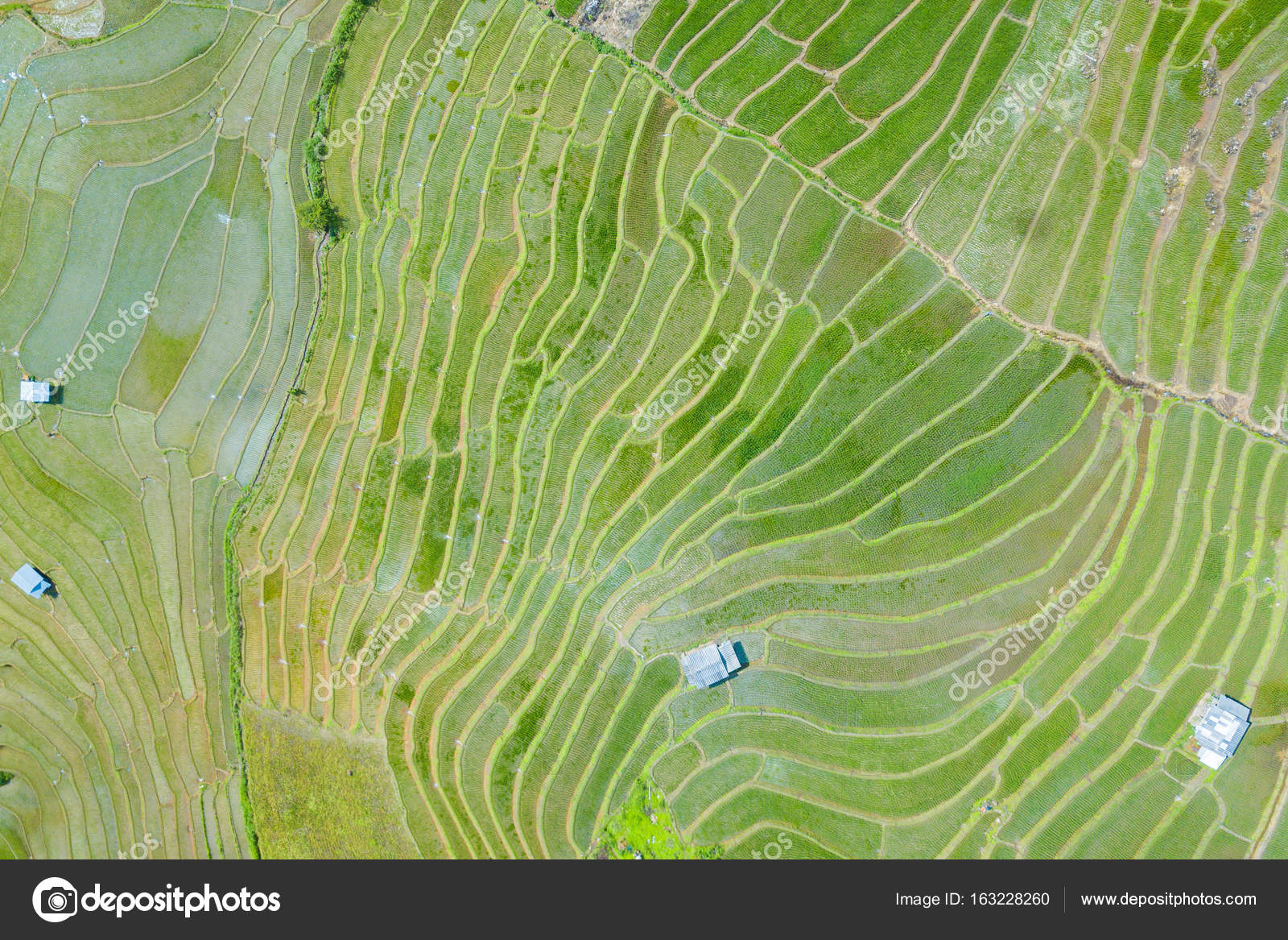 Aerial top view photo from flying drone of green rice fields in — Stock ...