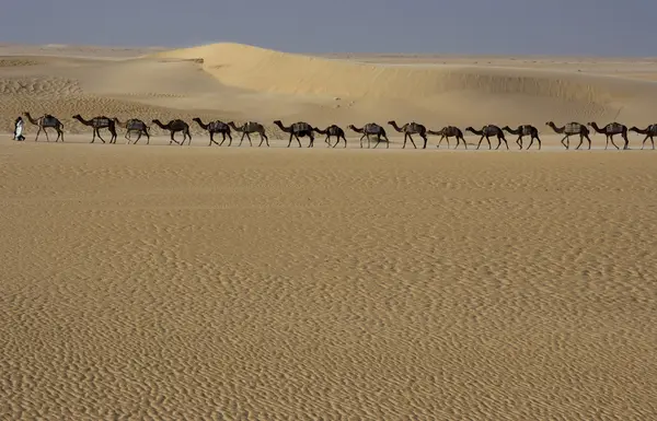 Camel train Stock Photos, Royalty Free Camel train Images | Depositphotos