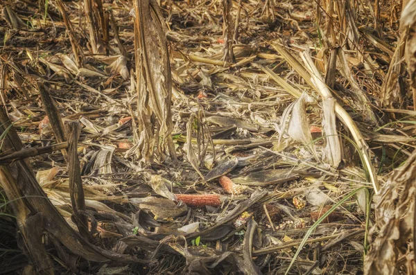 Scary corn field Stock Photos, Royalty Free Scary corn field Images ...