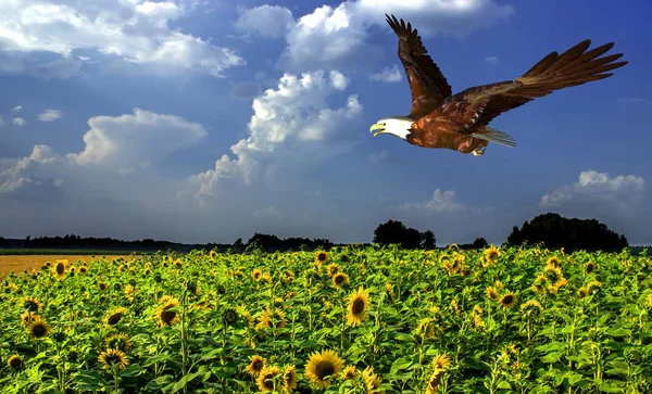 Dangerous predator watching its prey. Stock Photo by ©orlankap.mail.ru ...