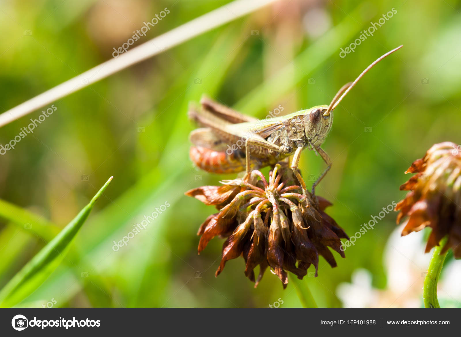 A Bugs Life Grasshopper