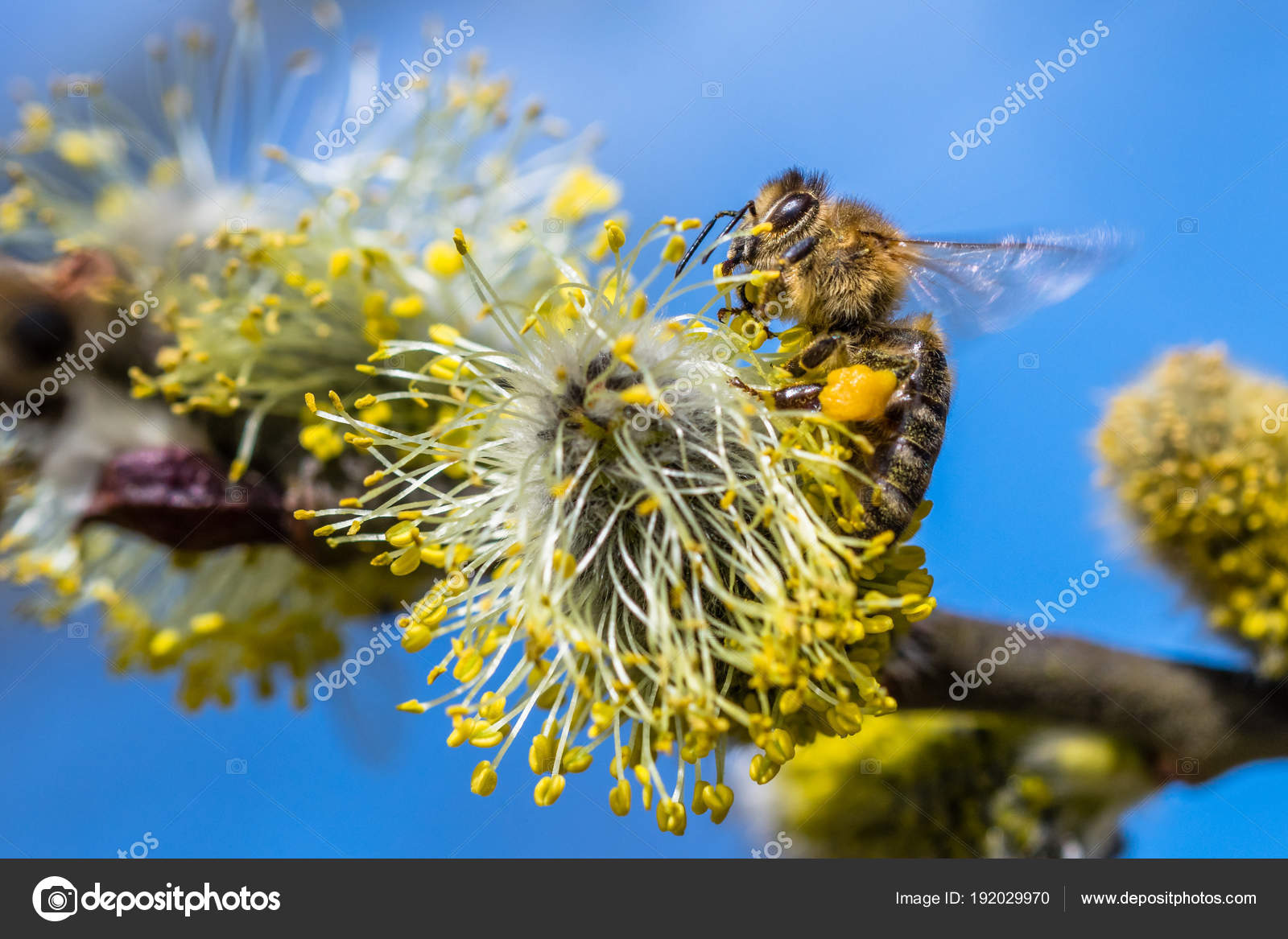 Honey bee (Apis mellifera) pollinating yellow flower of Goat Wil Stock ...