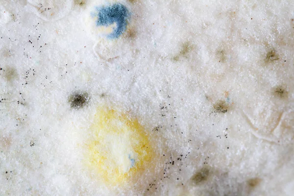 Fungus Mold Pita Bread Closeup Selective Focus ⬇ Stock Photo, Image by ...