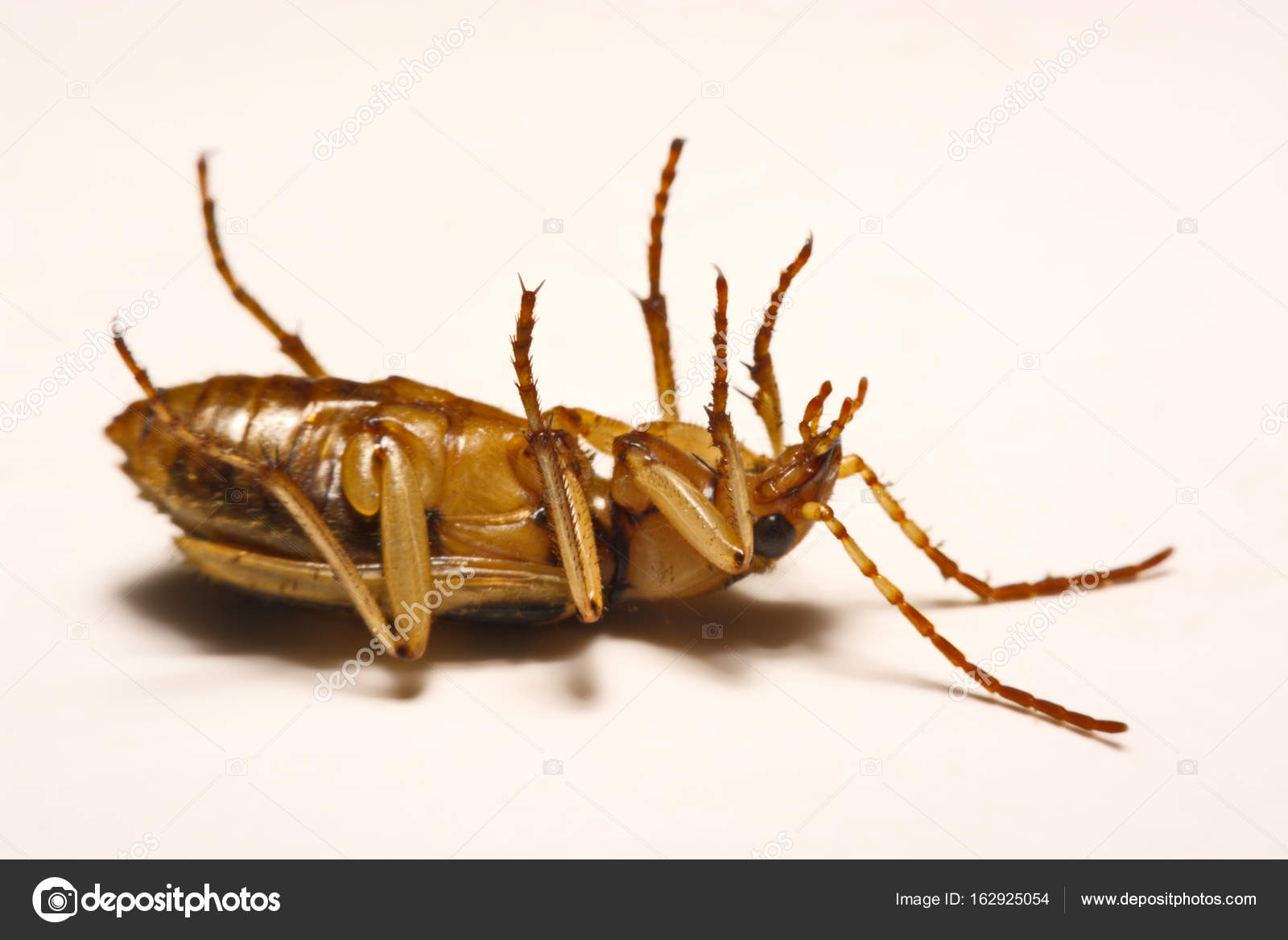 Bombardier beetles on a smooth background. — Stock Photo © kasira.gold ...