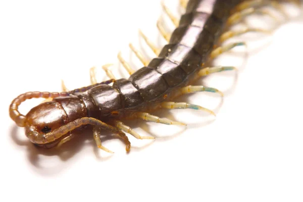The centipede creep Stock Photos, Royalty Free The centipede creep ...