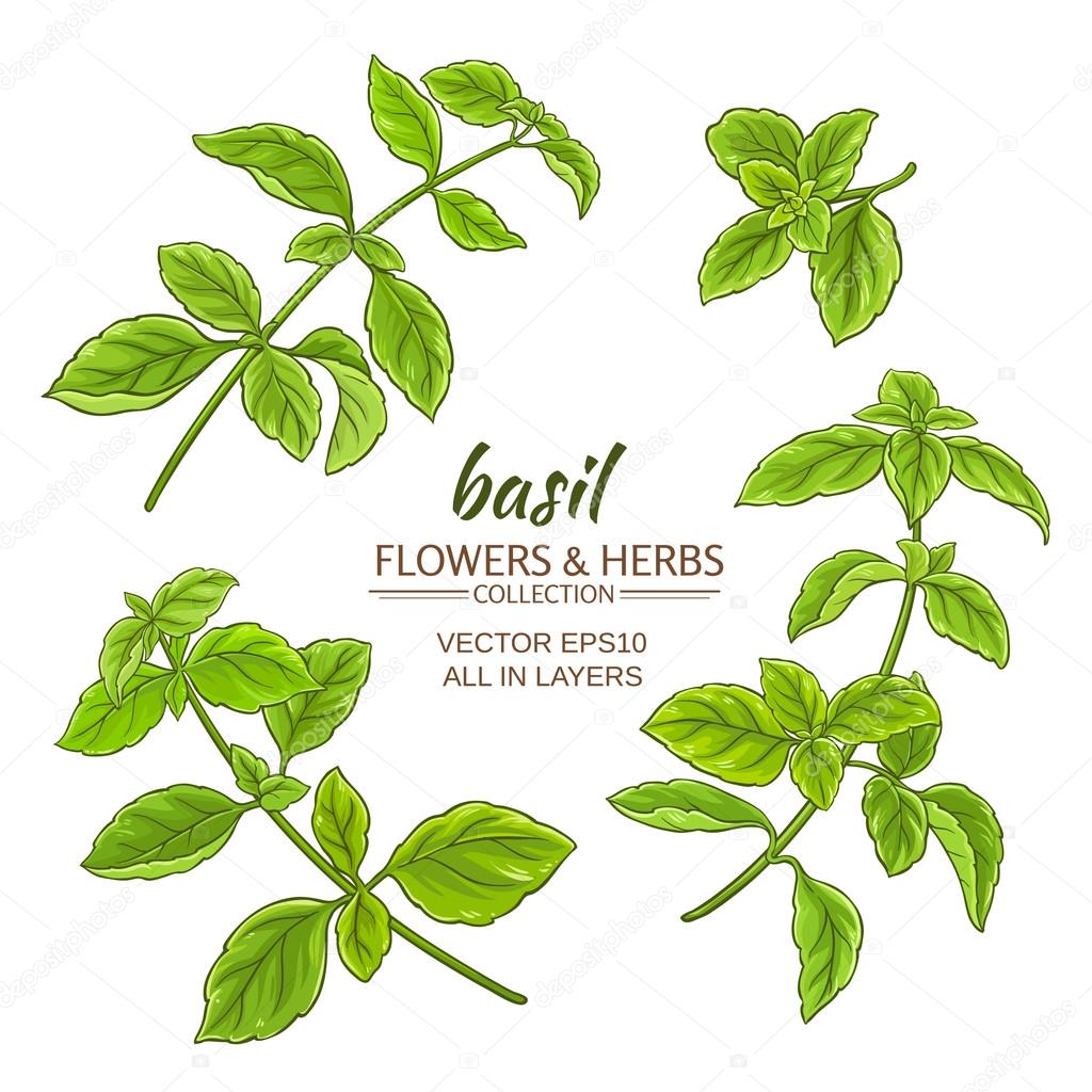 Basil vector set Stock Vector Image by ©cuttlefish84 #126178690
