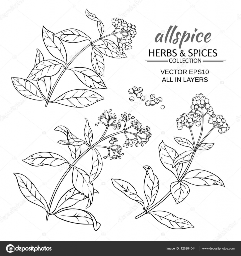 Allspice vector set Stock Vector Image by ©cuttlefish84 #126284044
