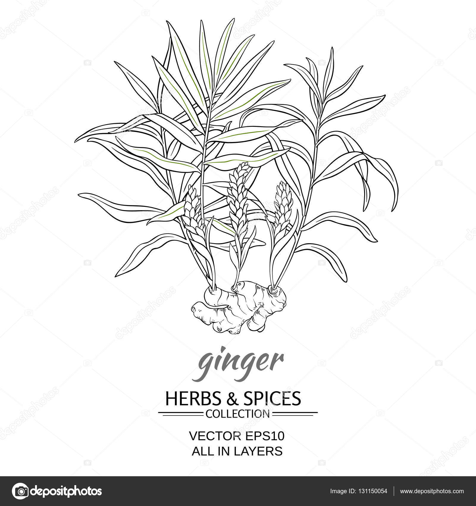 Ilustración del vector de jengibre Vector de stock por ©cuttlefish84 ...