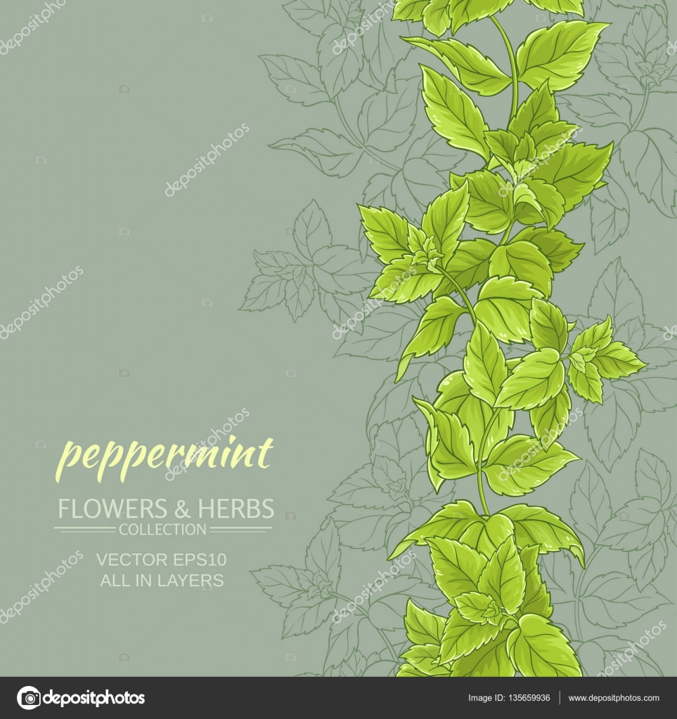 Peppermint vector background Stock Vector Image by ©cuttlefish84 #135659936
