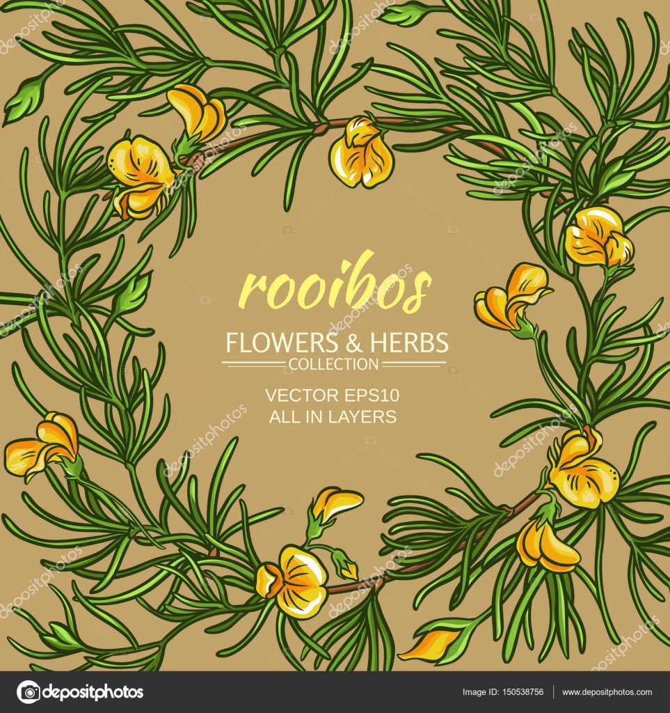 Rooibos vector frame Stock Vector Image by ©cuttlefish84 #150538756