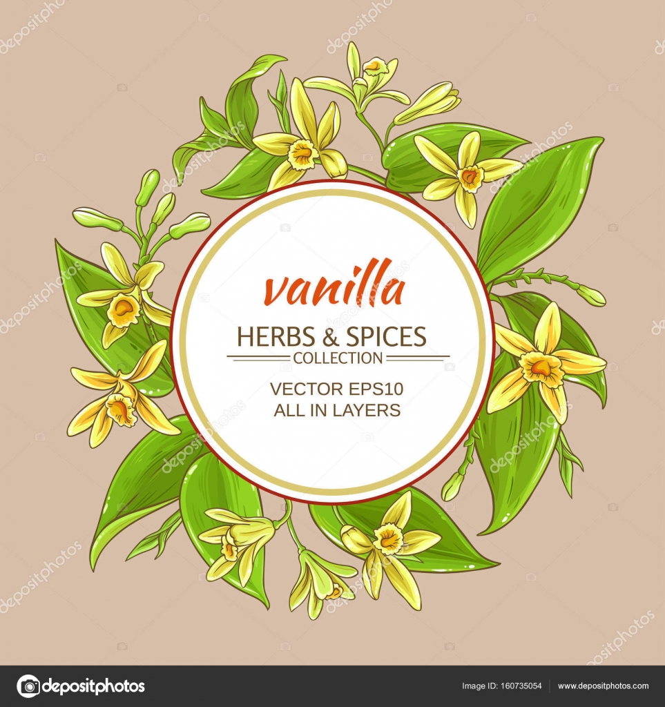 Vanilla vector frame Stock Vector Image by ©cuttlefish84 #160735054