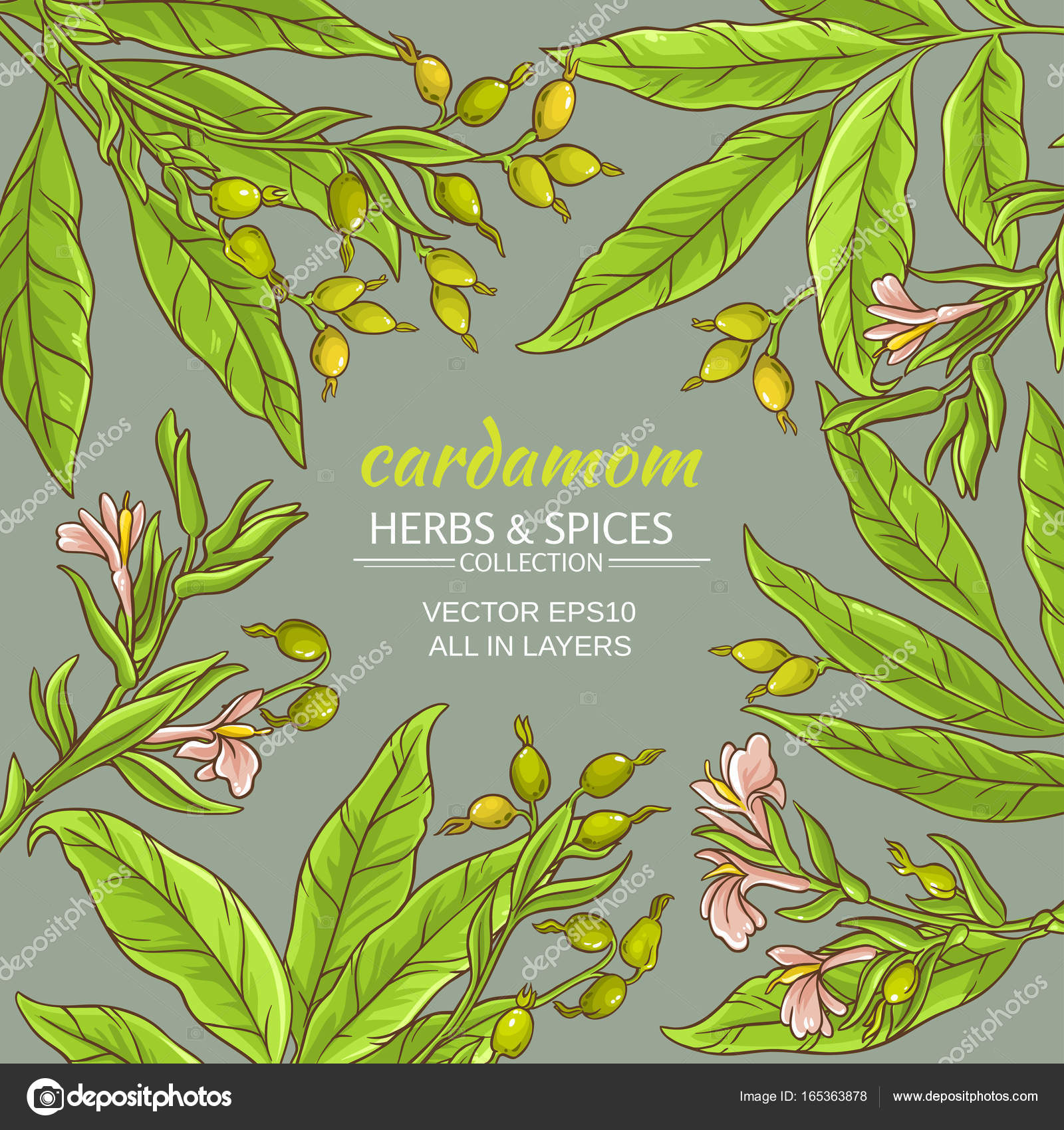 Cardamom vector frame Stock Vector by ©cuttlefish84 165363878