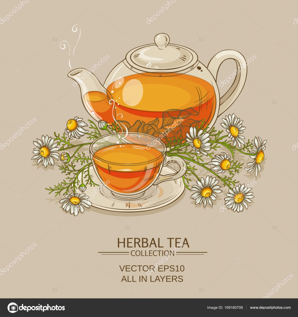 Chamomile tea illustration Stock Vector Image by ©cuttlefish84 #169160708